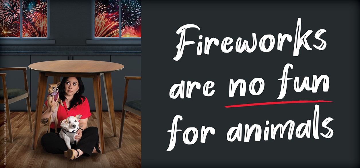 Carla Morrison: Fireworks Are No Fun for Animals! | PETA