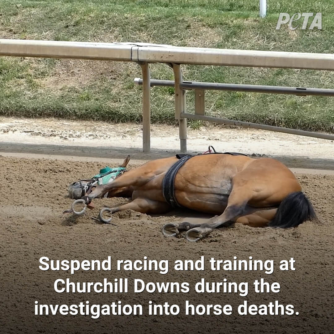 Fatal Fall At Churchill Downs Raw 1:12 | PETA