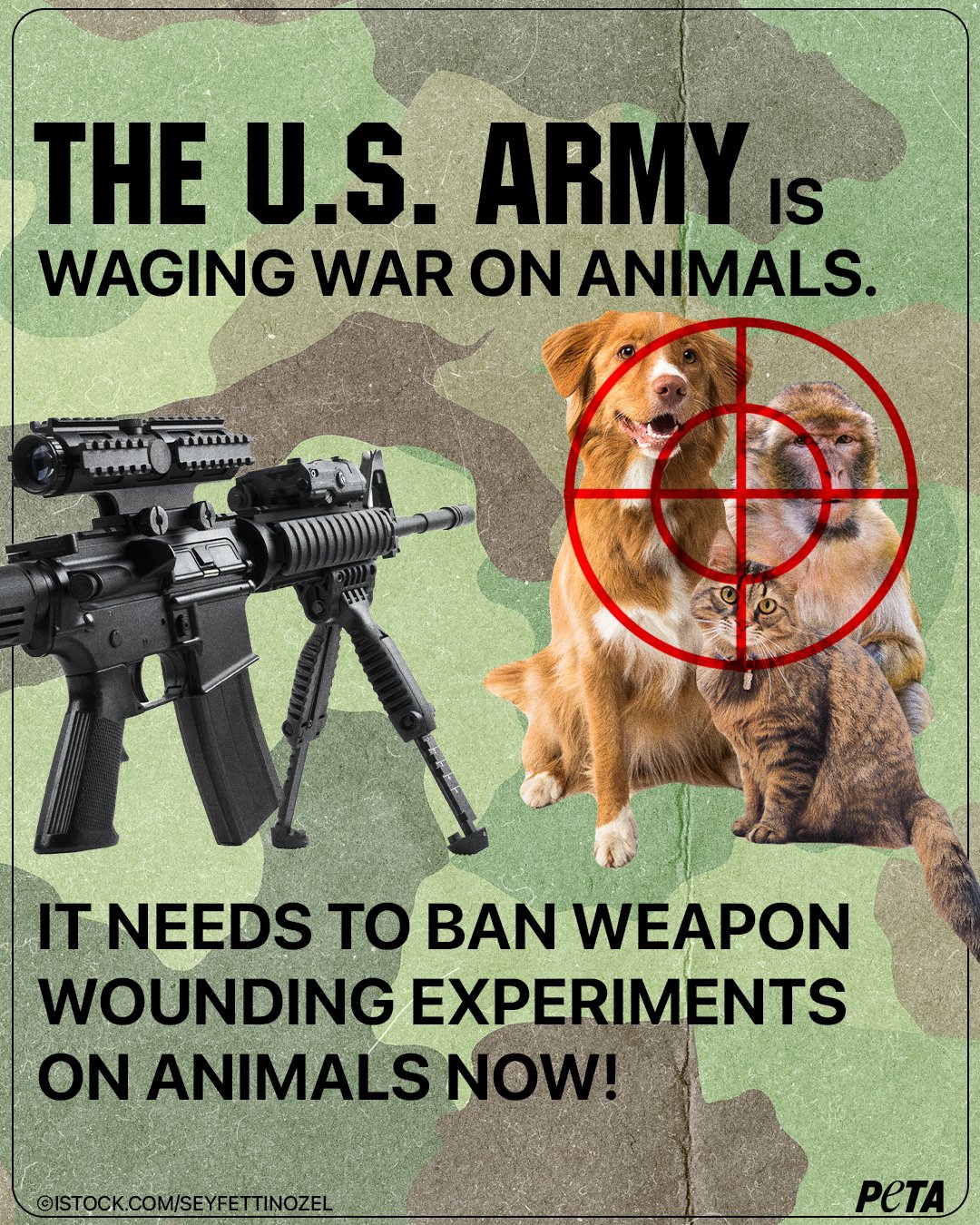 Hundreds of Army Veterans Want These Cruel Tests to End | PETA