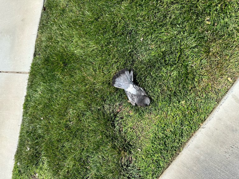 URGENT: Speak Out Against Alleged Bird Poisoning in Nevada! | PETA