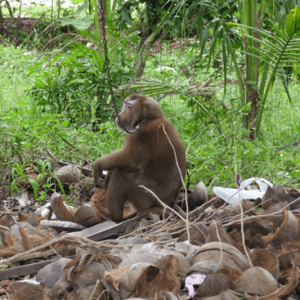 Special Delivery: PETA to Lob Coconuts at Whole Foods President Over ...