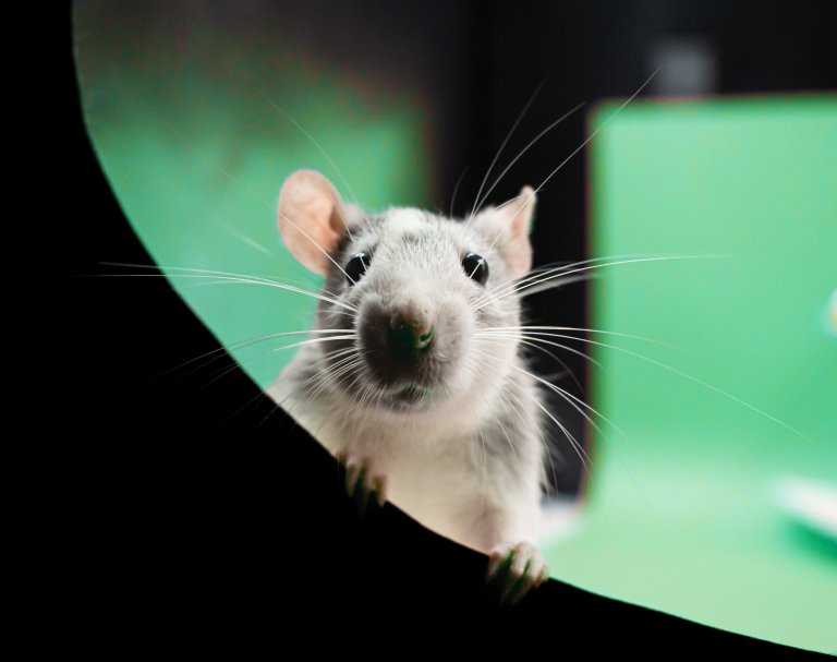 Victory! PETA Saves Animals from Pointless and Deadly Tests in Taiwan ...