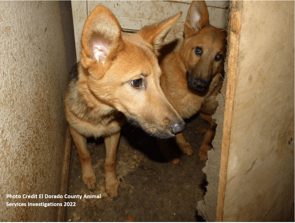 How Do Animals End Up in Hoarding Hell? | PETA