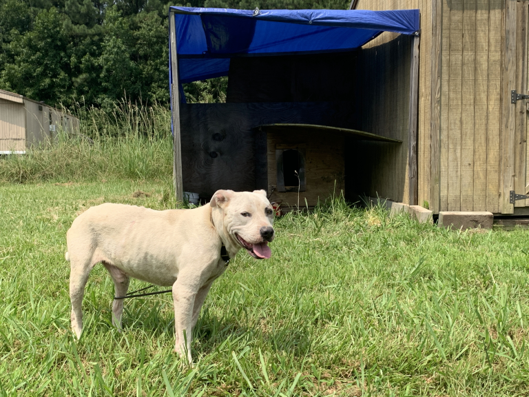 PETA Is ‘Throwing Shade’ at ‘Backyard Dogs’ | PETA