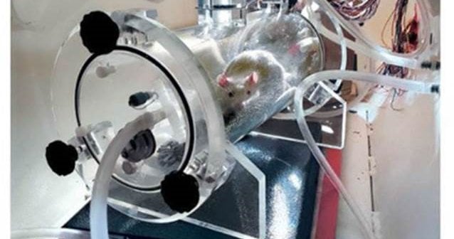 Rabbits in Laboratories | PETA