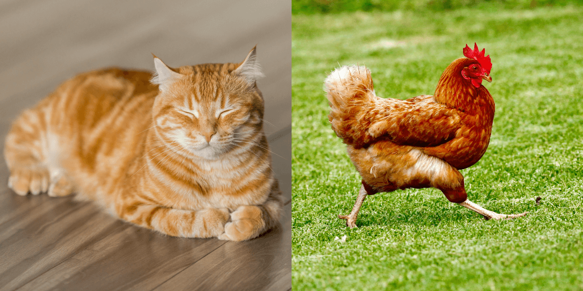 Can You Tell a Cat From a Chicken? Take the Quiz! | PETA
