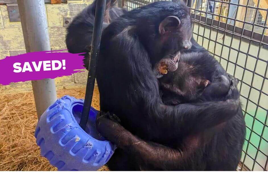 PETA Global Magazine Issue 3: Summer 2023 | PETA