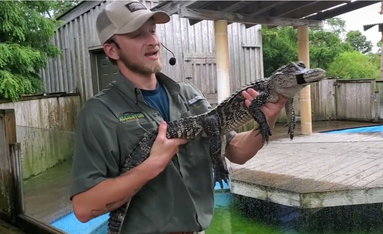 Missing Legs, Bloodied Faces, Stick Beatings—Tell Alligator Adventure ...
