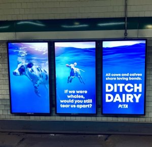 Nationwide Ad Shows How Cows and Whales Are Alike | PETA