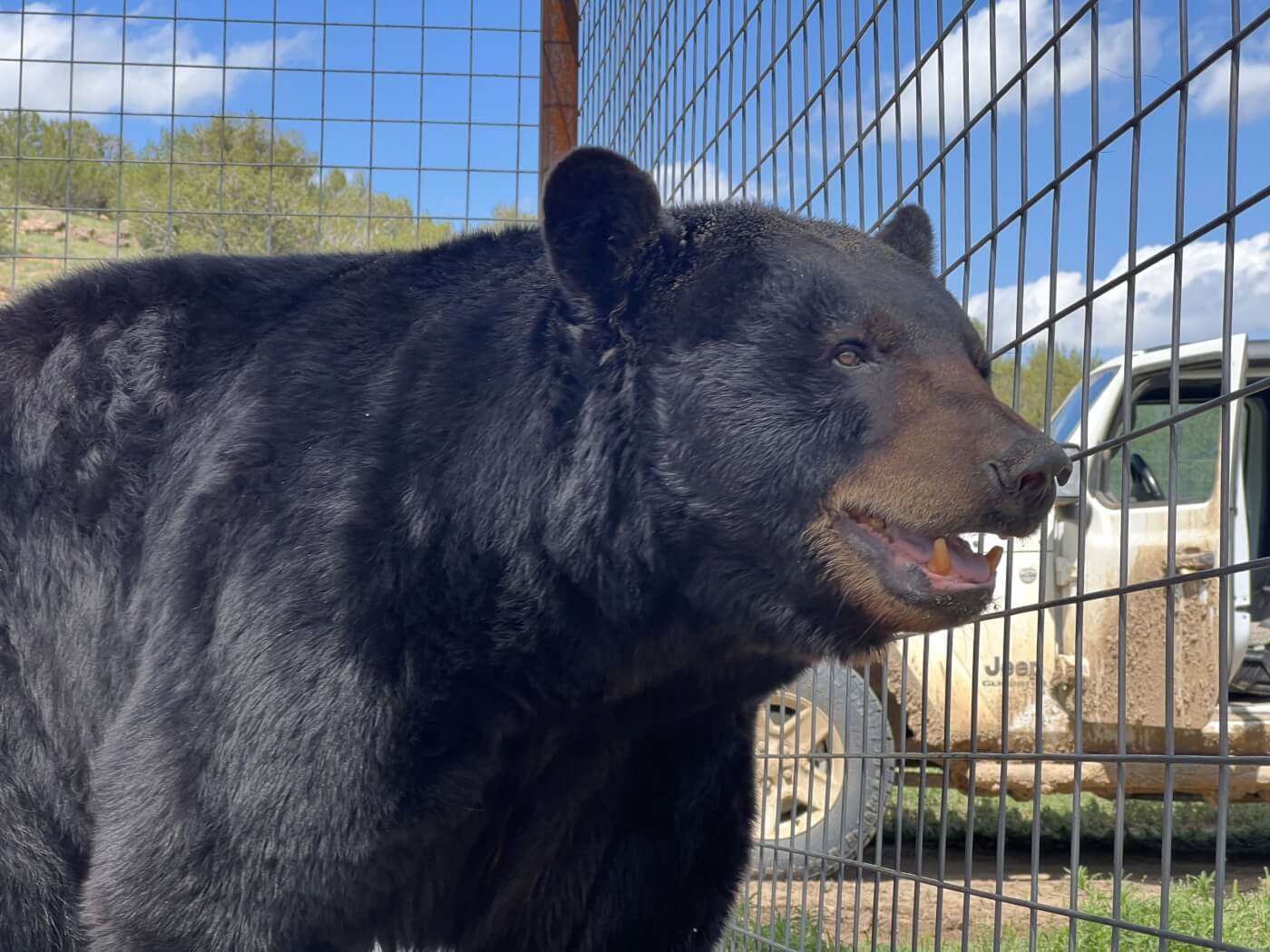 Care Bear, Shortcake, and Others Rescued From Notorious Roadside Zoo | PETA