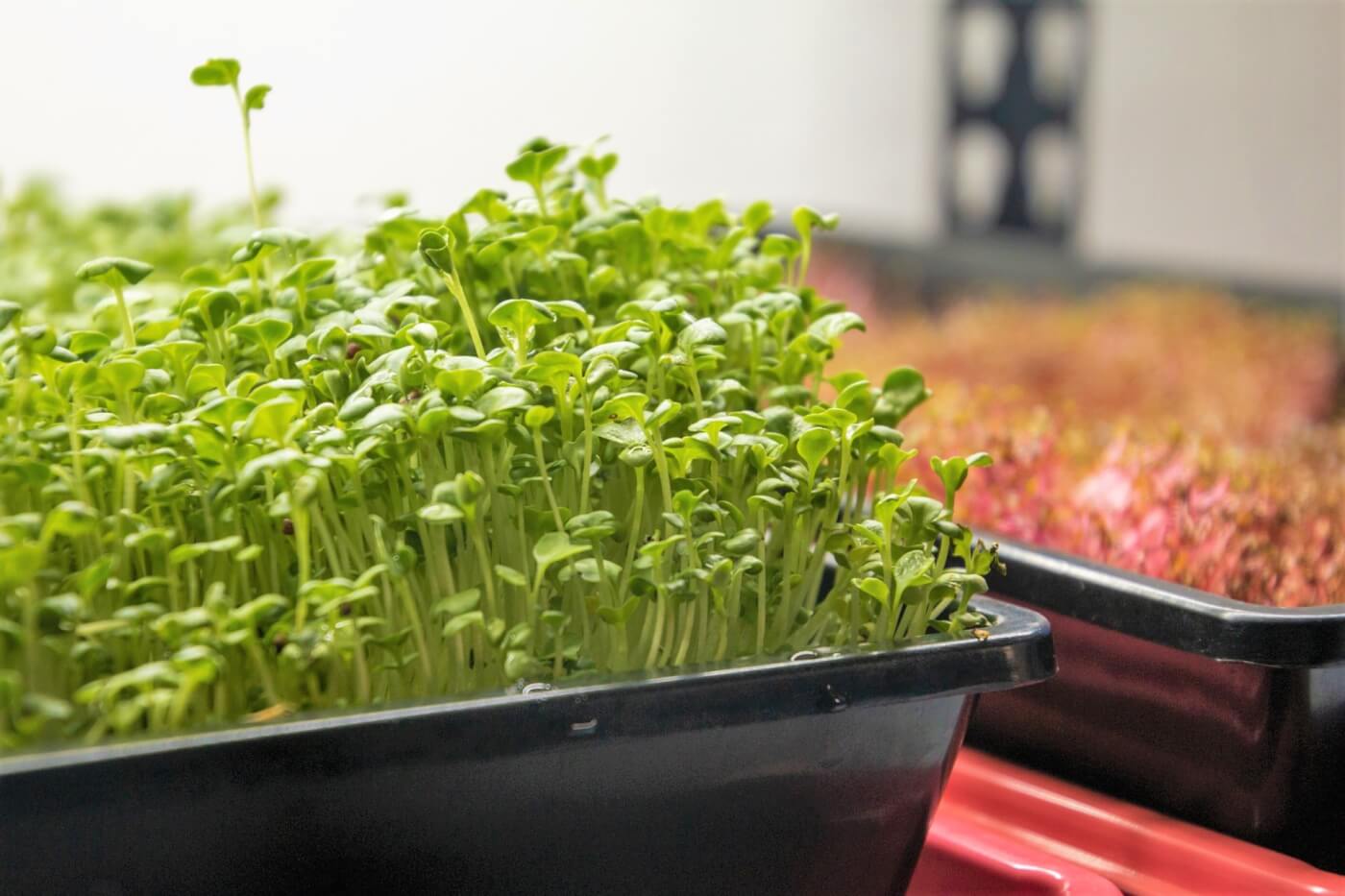 A Simple Guide to Growing Microgreens and Herbs | PETA