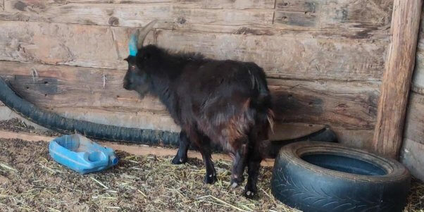 ‘Responsible Cashmere’ Makes Goats Scream | PETA