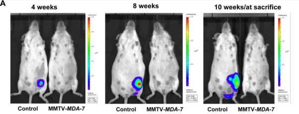 Animal Experiments at Virginia Commonwealth University | PETA