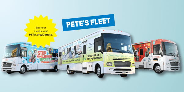 Meet Pete: The Man Who Never Sleeps | PETA