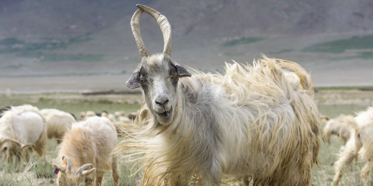 PETA Is Revolutionizing the Clothing Business | PETA