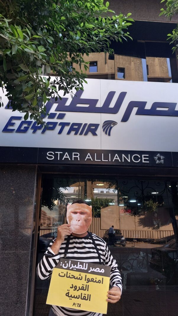Campaign Updates: EGYPTAIR Sends Monkeys to Die in Experiments | PETA