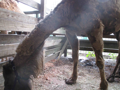 Wild and Exotic Animals Face Unrelenting Hell at Auctions | PETA