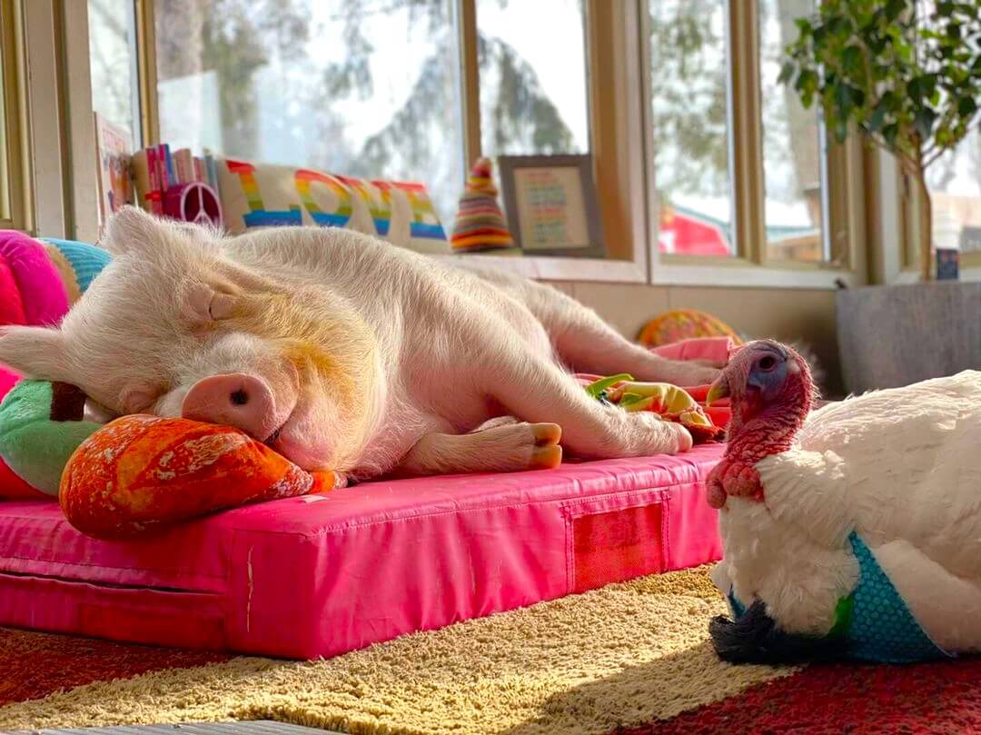 Esther the Wonder Pig, Internet Ambassador, Has Died | PETA