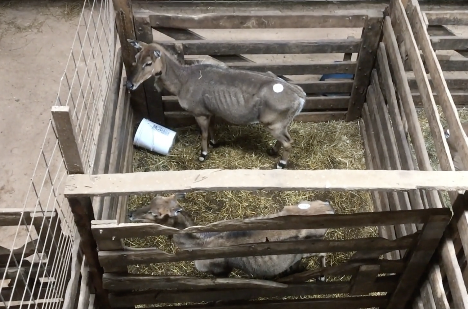 UPDATE: Mt. Hope Exotic-Animal Auction Stopped for Now | PETA