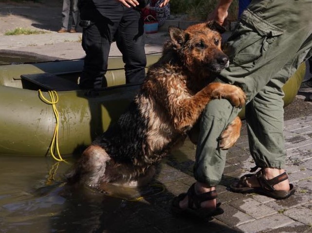 Animals Being Rescued