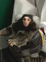 Victory! UW-Madison Ends Gruesome Sleep Deprivation Test on Monkeys ...