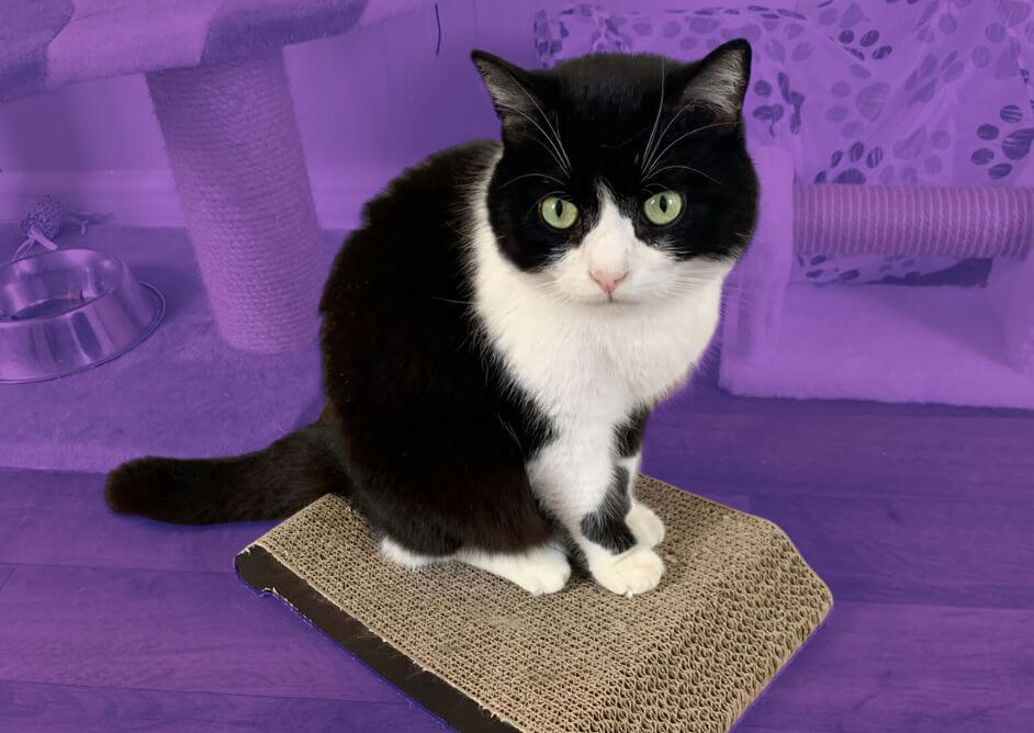 Helping Animals in Ukraine: Refuge for Rescued Cats | PETA