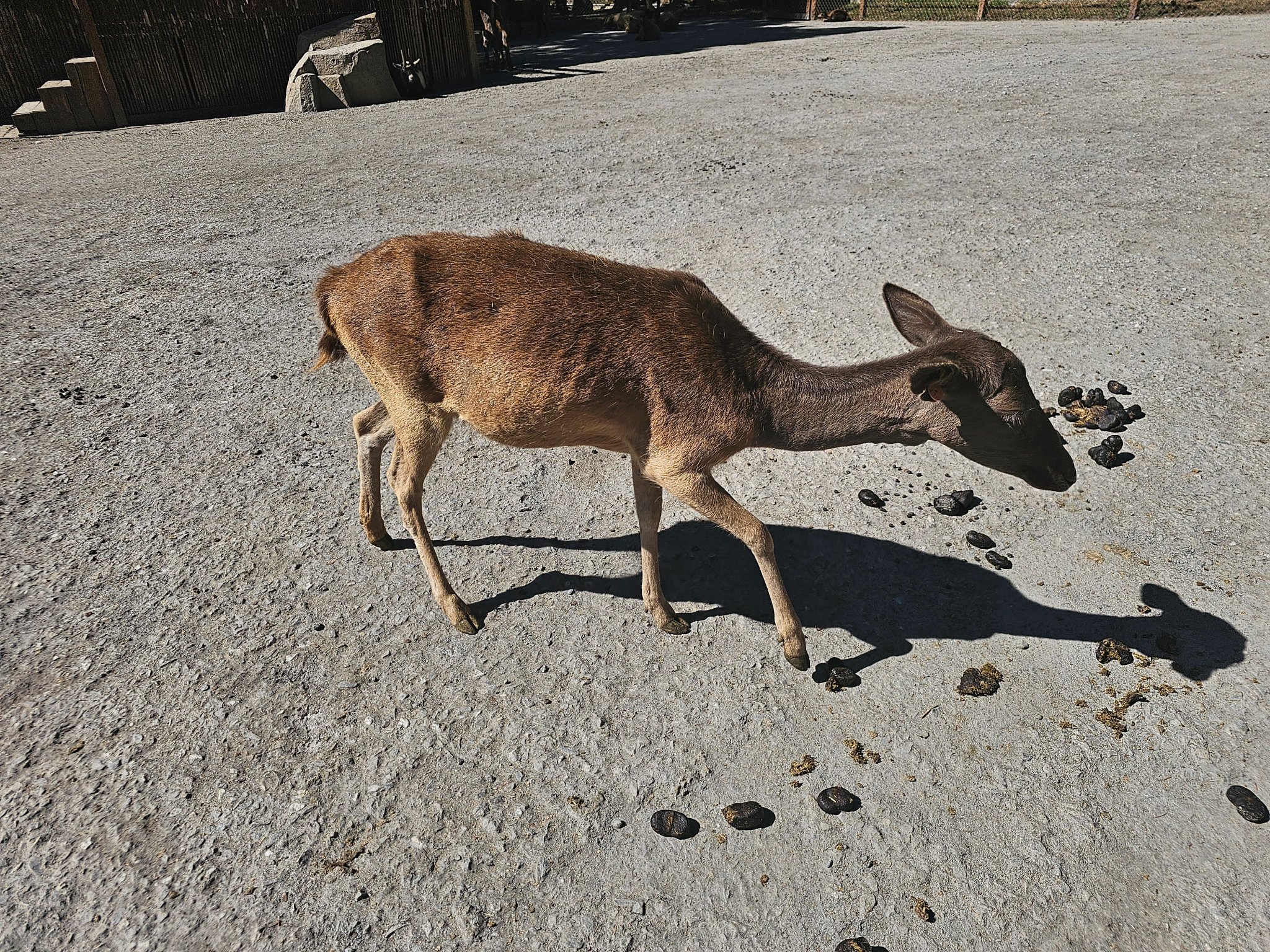 How Do Hoofed Animals Suffer at Roadside Zoos? | PETA