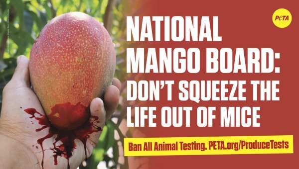 Mice Mutilated for Mangoes? PETA Blasts National Board Over Animal ...