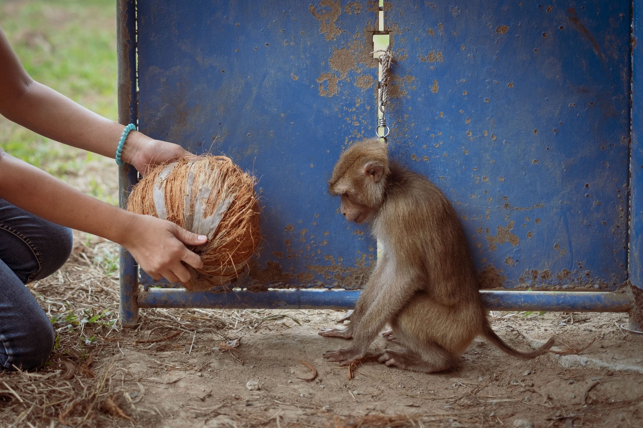 Whole Foods’ Ties to Monkey Abuse Called Out in PETA Shareholder Resolution | PETA