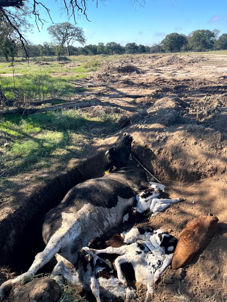 Cows Suffered at Lone Star Organic Dairy | PETA