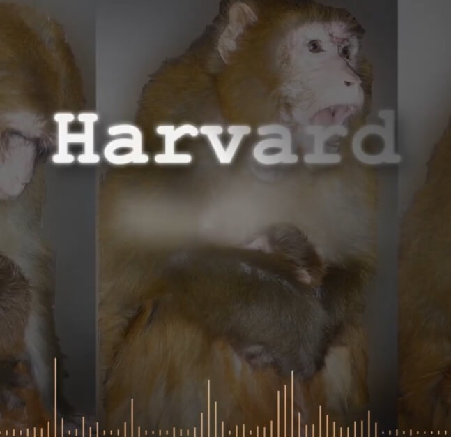 Sound Of Science (Harvard) 0:30 | PETA