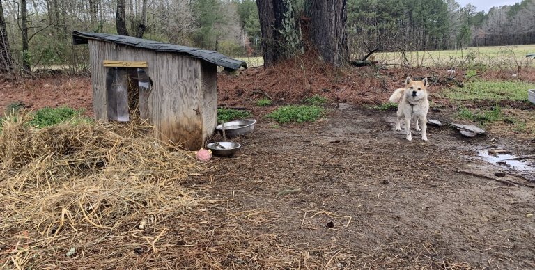 10+ Animals PETA Rescued in 2023: Where Are They Now? | PETA