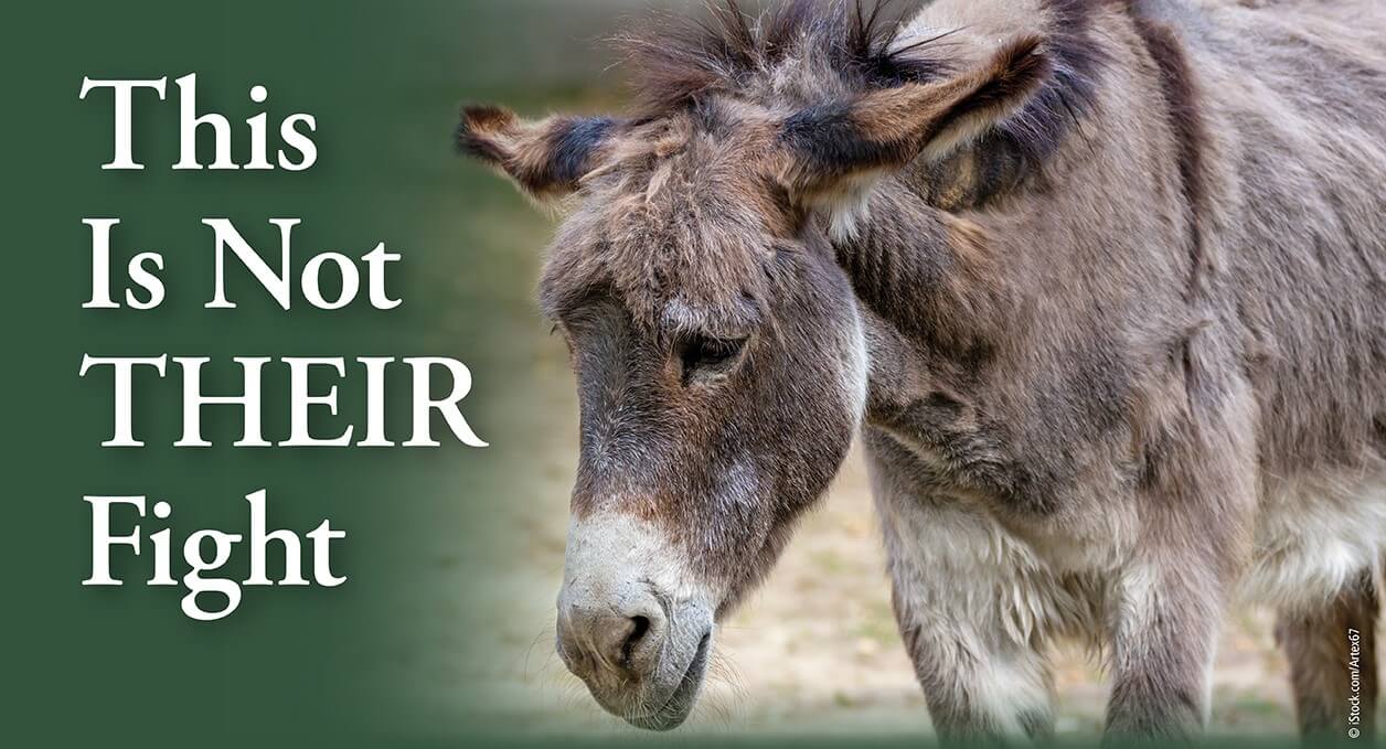 Will Aid Come for Animals in Gaza? | PETA