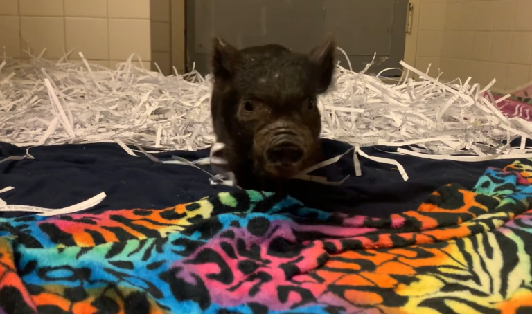 10+ Animals PETA Rescued in 2023: Where Are They Now? | PETA