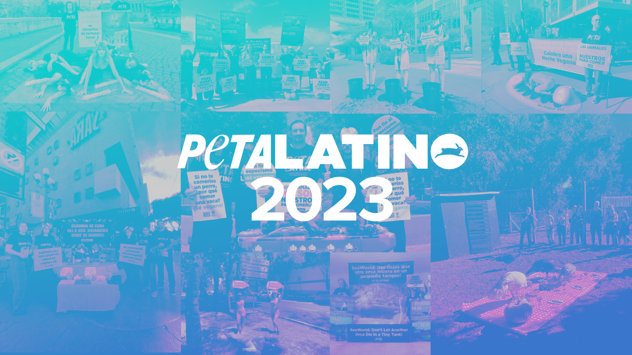 PETA Latino’s Protests Championed Animals in 2023 | PETA