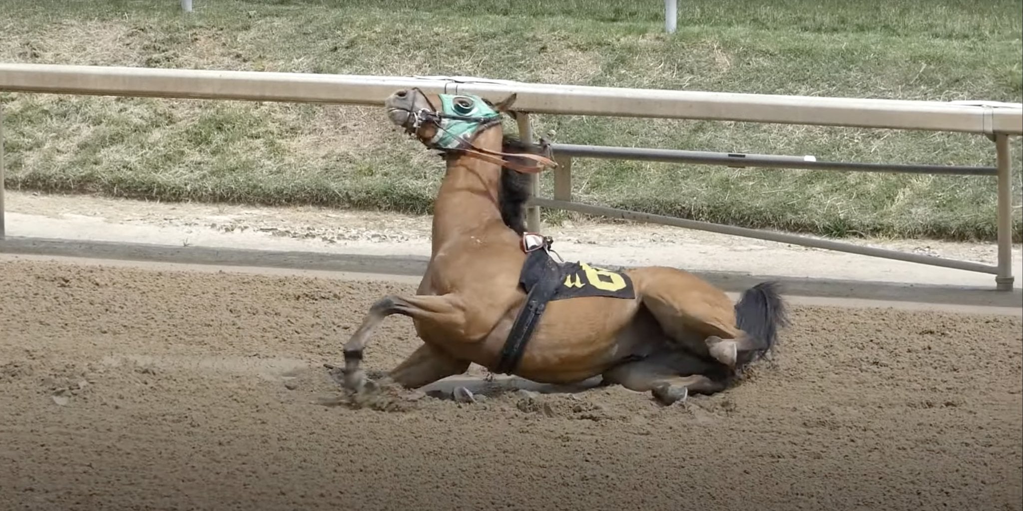 PETA Forces Horse Racing to Change Course | PETA