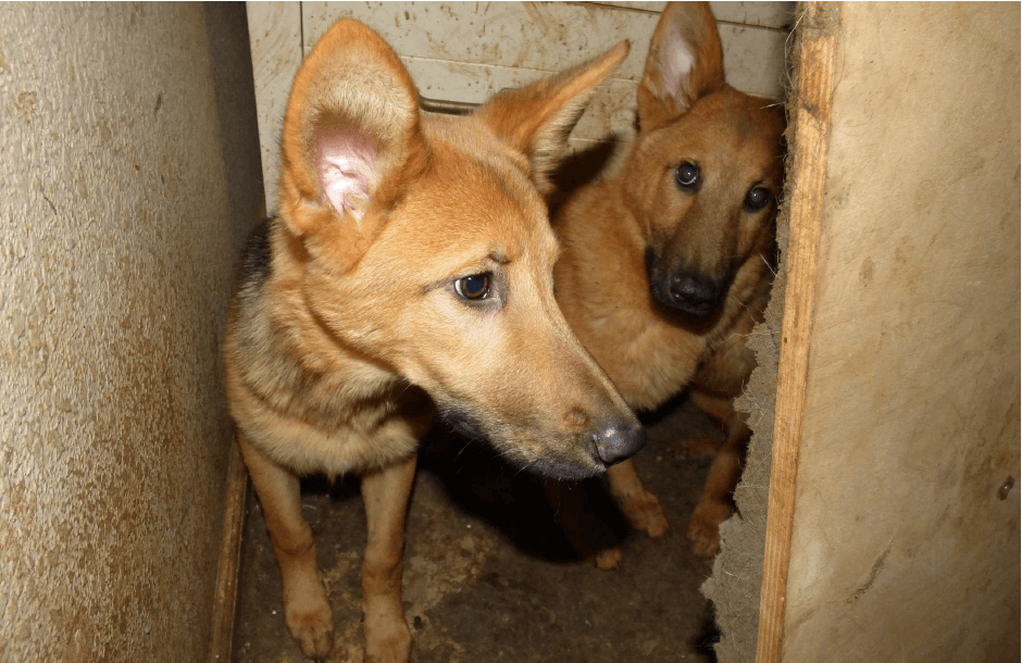 Fake Animal 'Rescues' | PETA