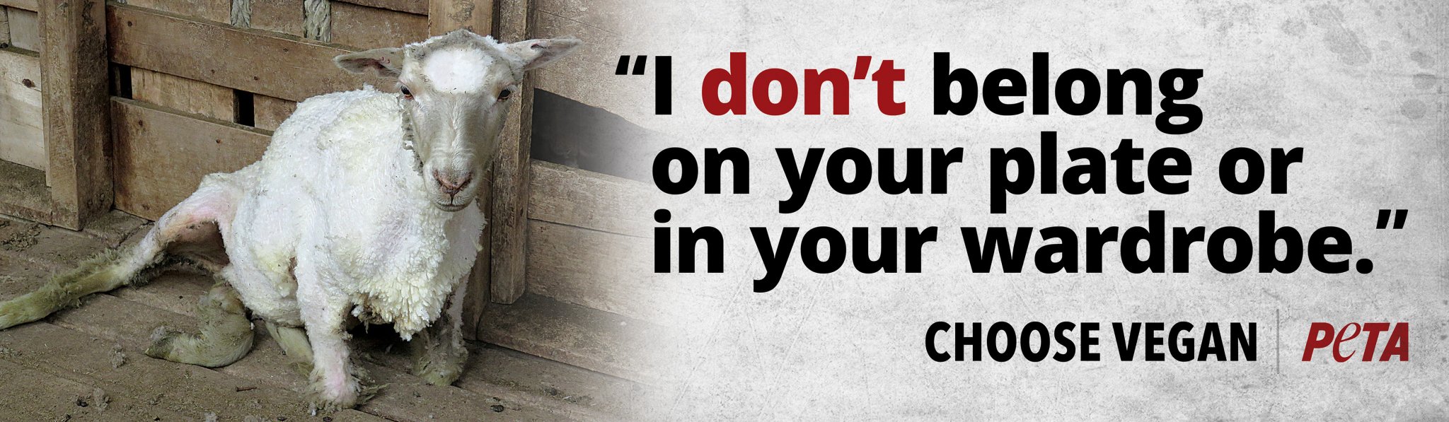 ‘Sheep’ to Crash National Wool Conference: ‘I Don’t Belong in Your ...