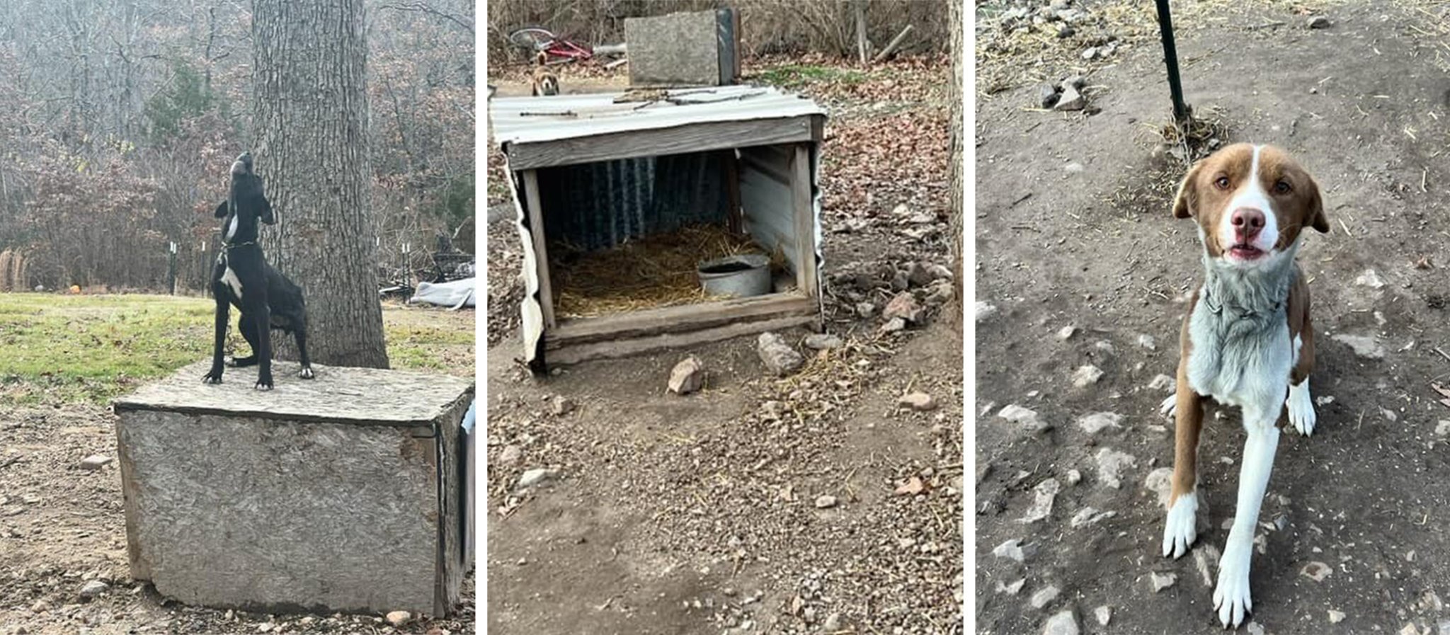 Four Chained Dogs in Miller County, Missouri, Are Facing Freezing ...