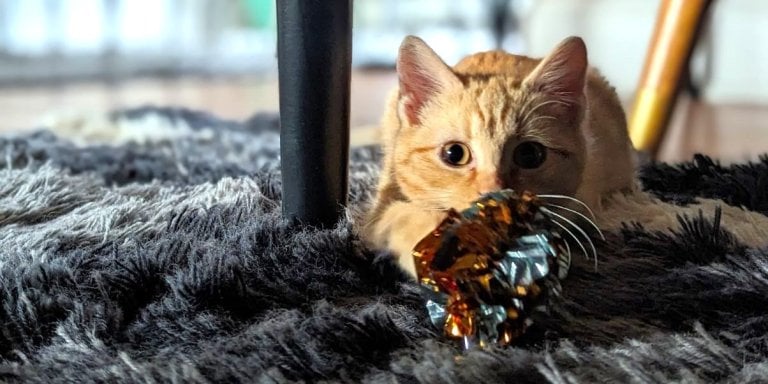 Get to Know Adoptable Figgy—She Wants ‘Tabby’ With You | PETA