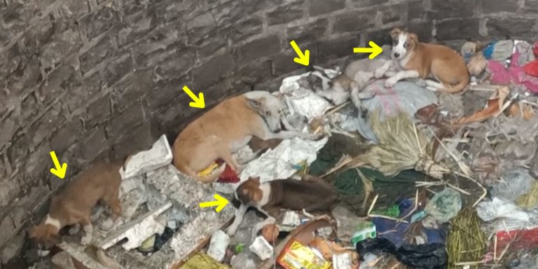 ‘Fixing’ the Companion Animal Overpopulation Problem | PETA