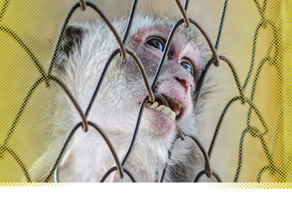 Campaign Updates: Canada Must End the Importation of Endangered Monkeys ...