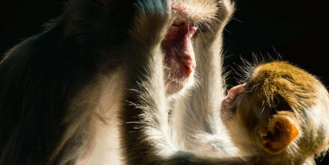 Spay and Neuter Companion Cats and Dogs—Here's Why | PETA