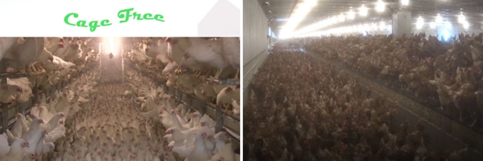 Legal Case Summaries: Egg Industry Humane Washing | PETA Foundation