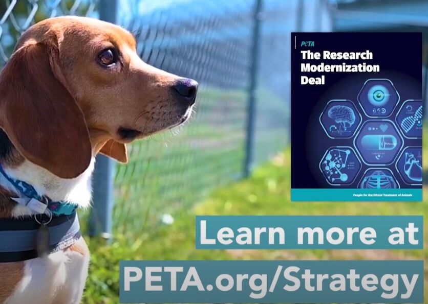 PETA's Research Modernization Deal 0:15 | PETA
