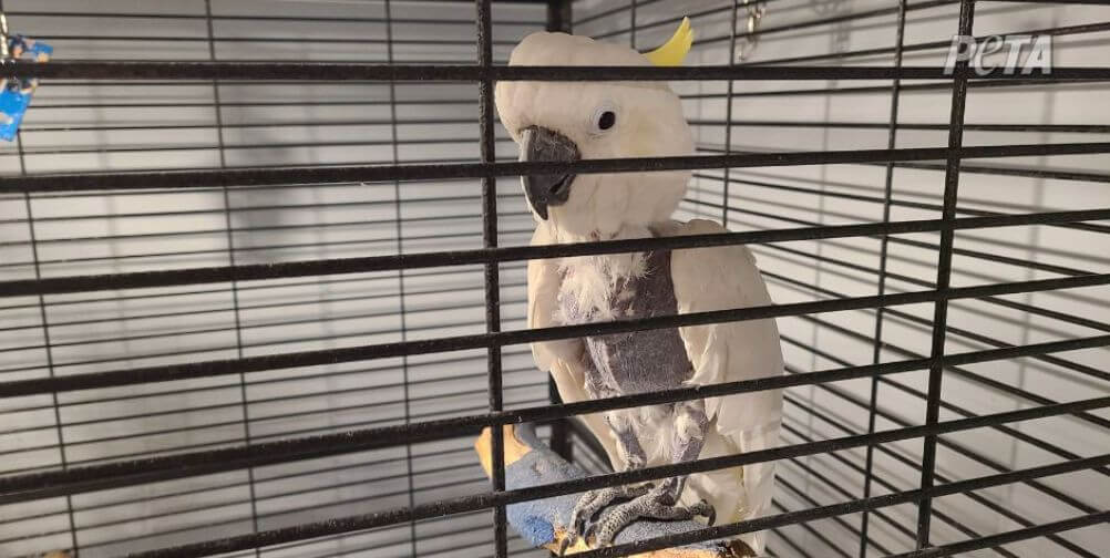 Exposés and Undercover Investigations | PETA