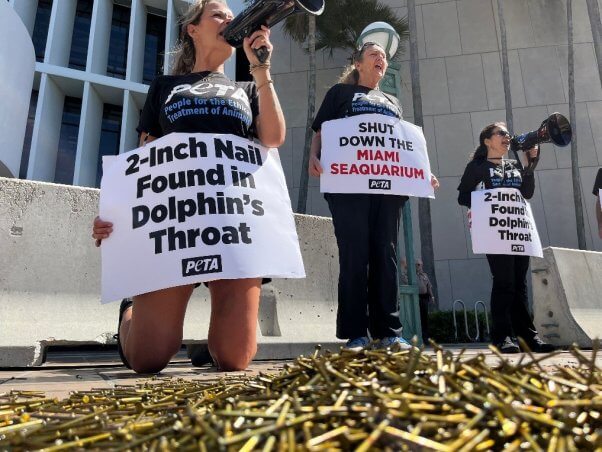Seaquarium Vet’s Departure Draws More PETA Protesters to Mayor’s Office ...