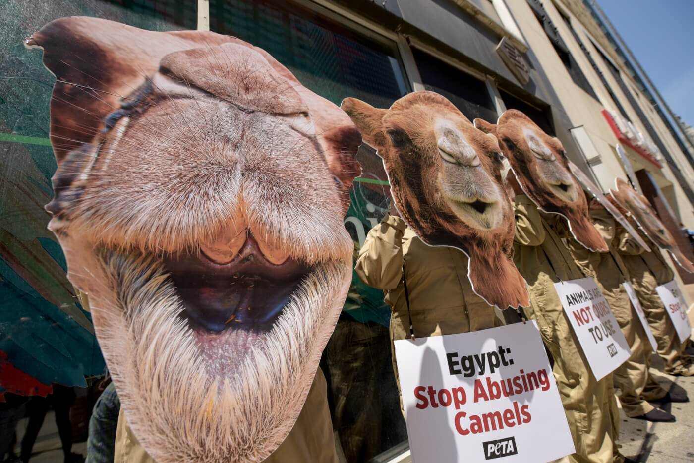 PETA Gets Tourists Off Animals’ Backs | PETA