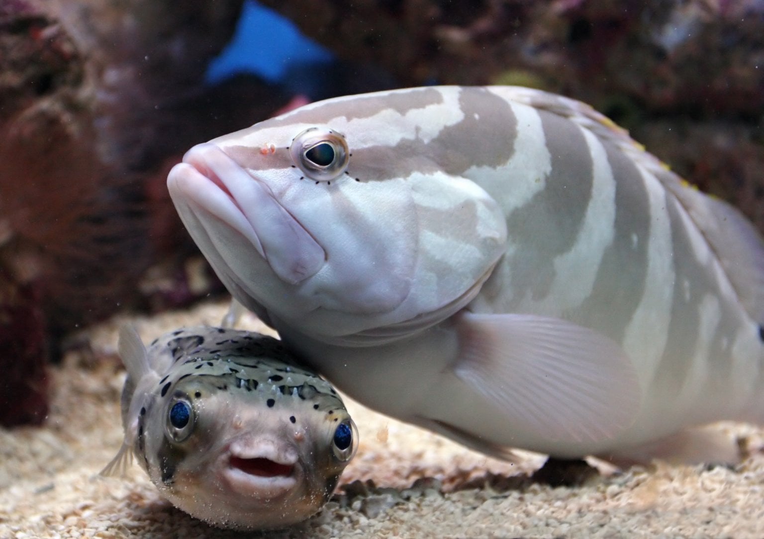 Believe It: Fish Form Friendships! | PETA