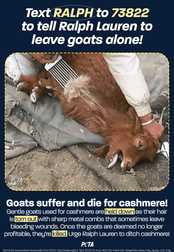 Help Push Ralph Lauren to Ban Cashmere | PETA